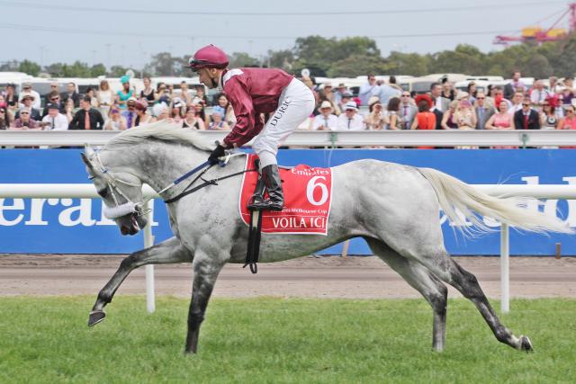 KI stallion ‘Voila Ici’ sires his first winner | The Islander