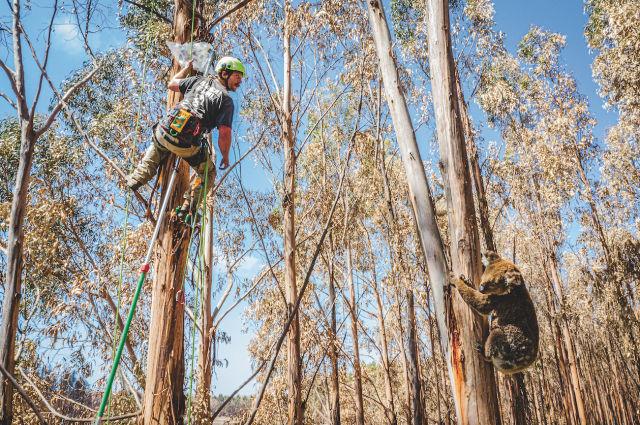 Concern for koala welfare as timber plantations are cleared on Kangaroo Island | The Islander
