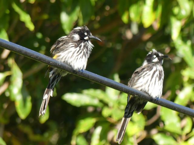 KI Twitchathon – How many birds can you spot? | The Islander