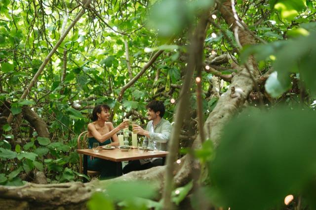 The amazing Enchanted Fig Tree opens its limbs again for diners on ...