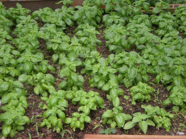 Beautiful Basil | The Islander