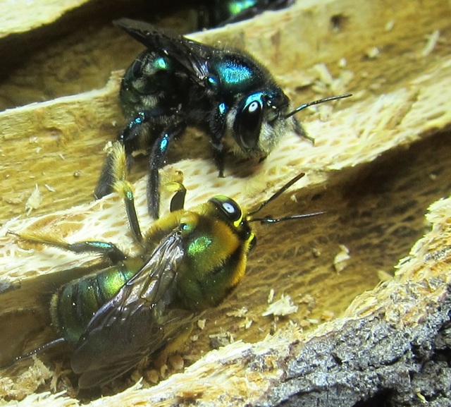 Search on for KI’s elusive, endangered green carpenter bees | The Islander