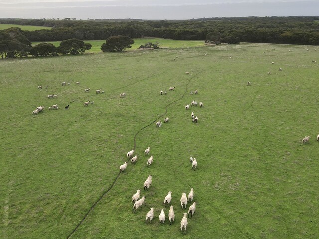 Next steps for SA’s sheep eID traceability system | The Islander
