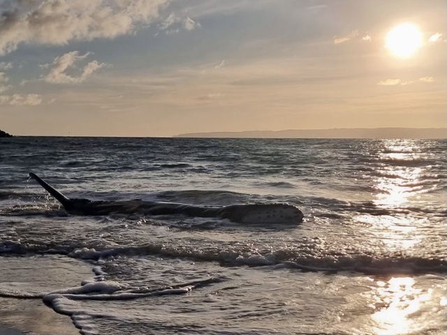 Letter: Deeply concerned about newborn whale death at Penneshaw | The ...