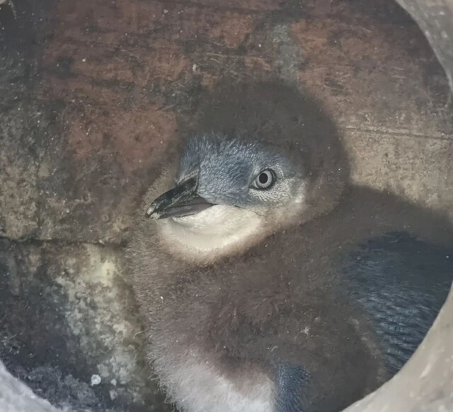 Record number of penguins spotted at Penneshaw | The Islander