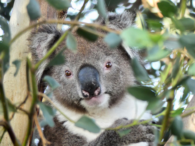 Join 2024 SA Great Koala Count; department works on KI koala plan | The ...