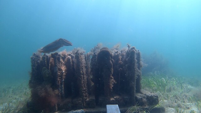 Fish already taking up residence at Kangaroo Island’s new reefs | The ...