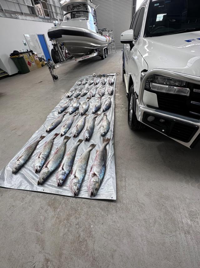 Huge haul of big mulloway found dumped in mangroves at Port Wakefield ...