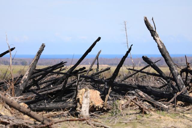 Documentary on KI’s forestry industry made by Journalist of the Year ...