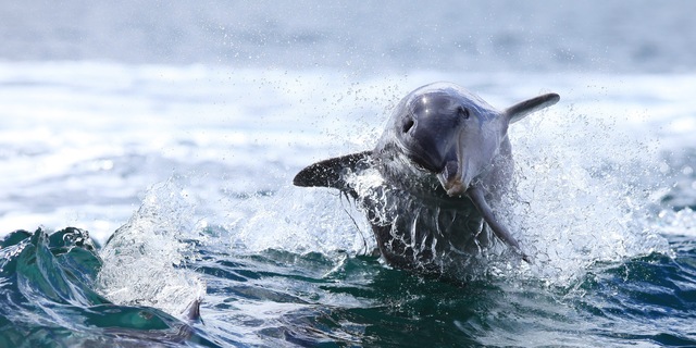 Dolphin Watch in fight to end captivity | The Islander