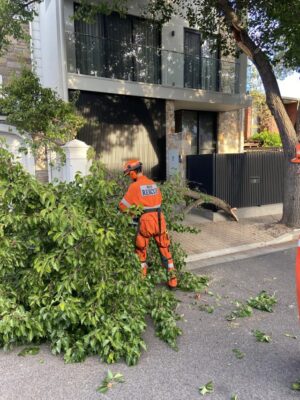 Heat stress in trees pose dangers | The Islander