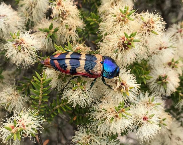 Be on the lookout for insect smugglers on Kangaroo Island | The Islander